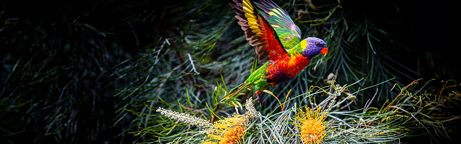 Animal studies - University of Wollongong – UOW