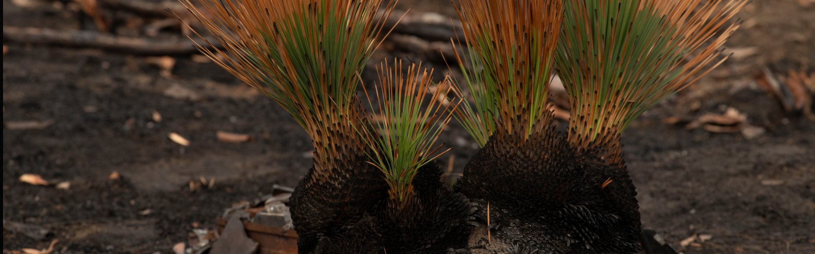 Bushfire Response - University of Wollongong – UOW