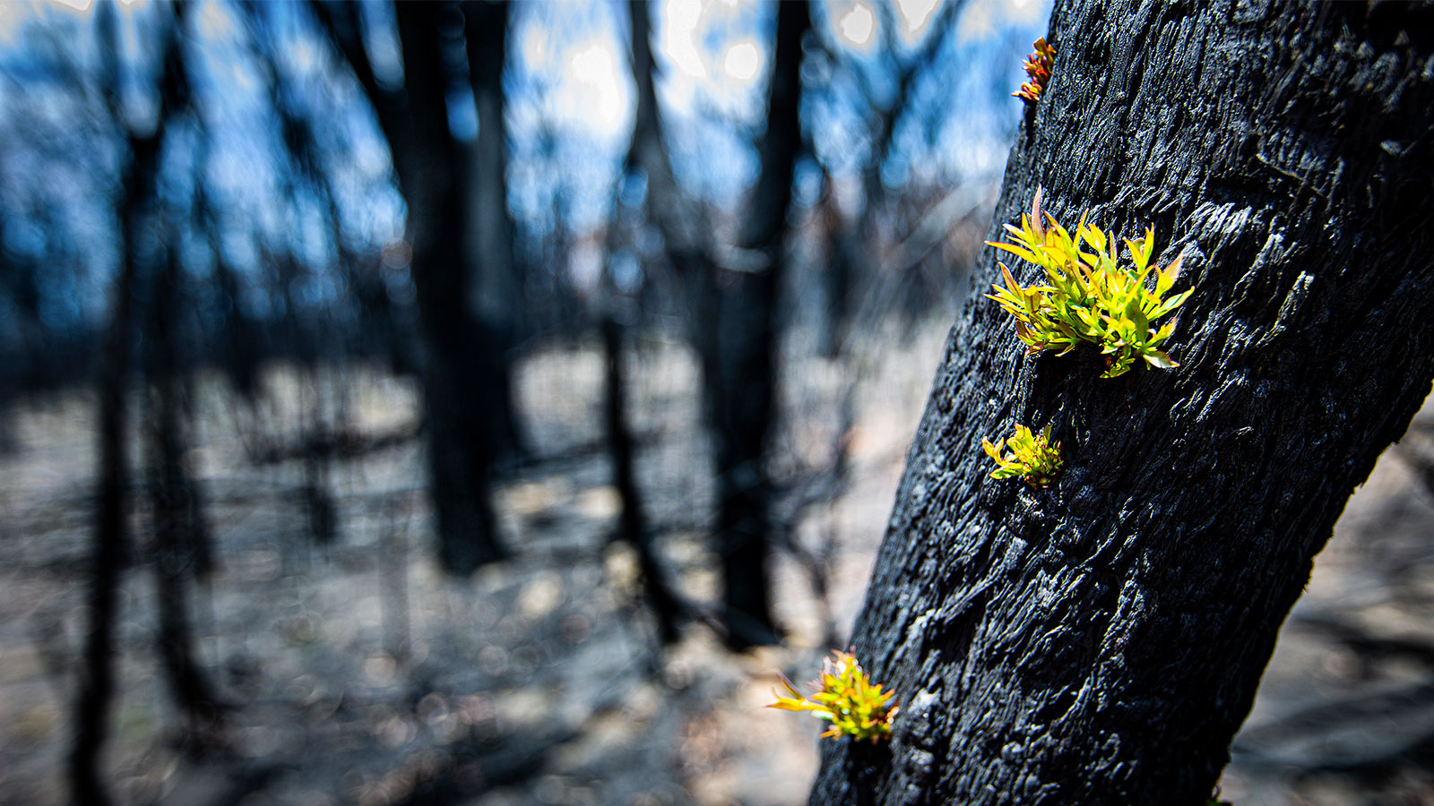 2020: Burning for a better future - University of Wollongong – UOW