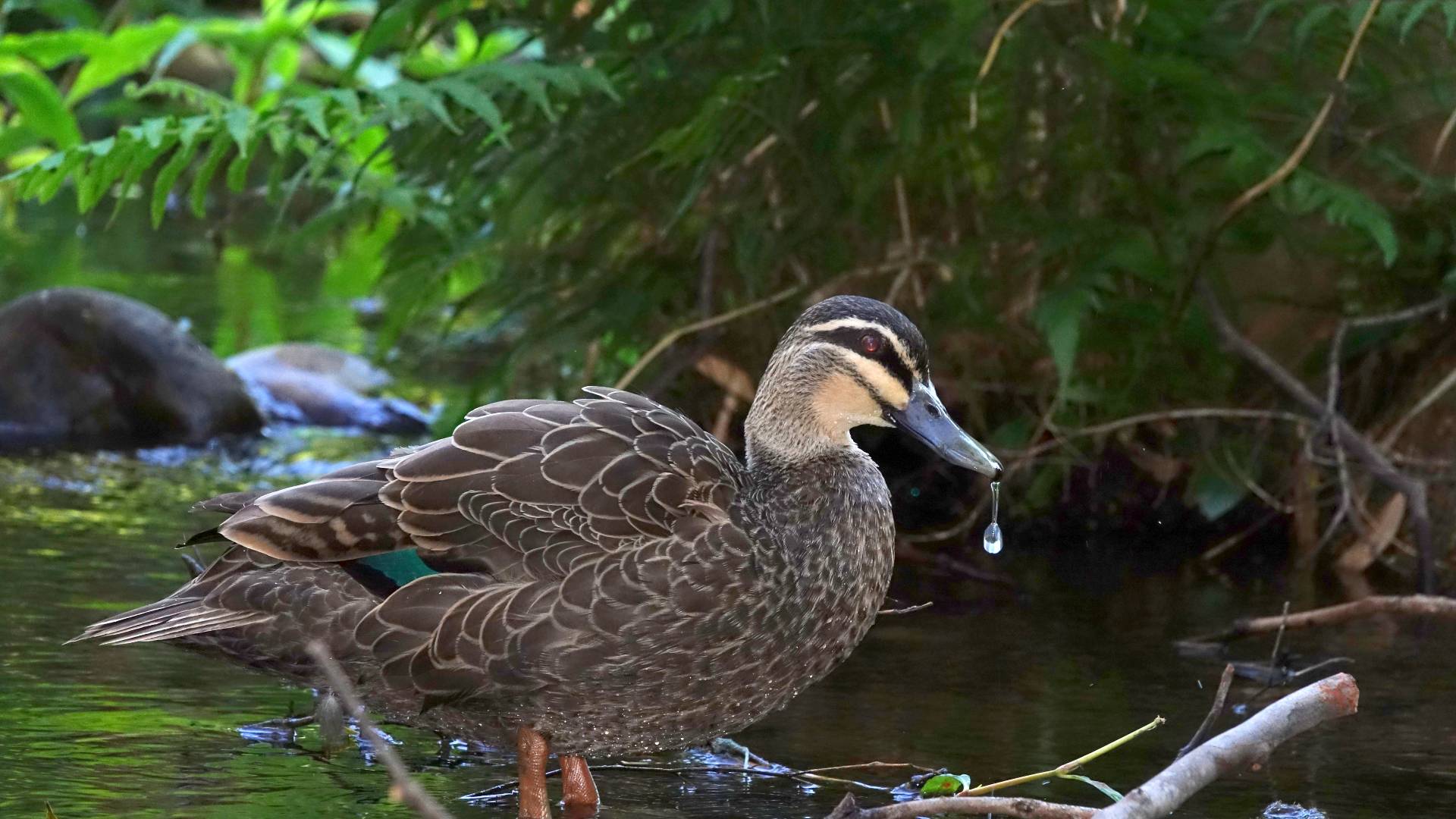 2021: Where the wild things are - University of Wollongong – UOW