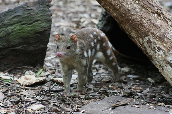 2014 | Tiger quoll alive and well in the Watagan Mountains - University ...