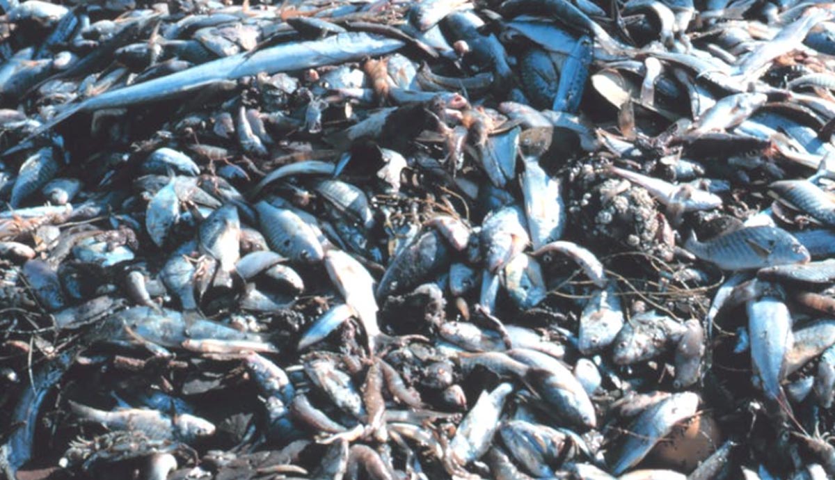 2017 | Sustainable shopping: how to buy tuna without biting a chunk out ...
