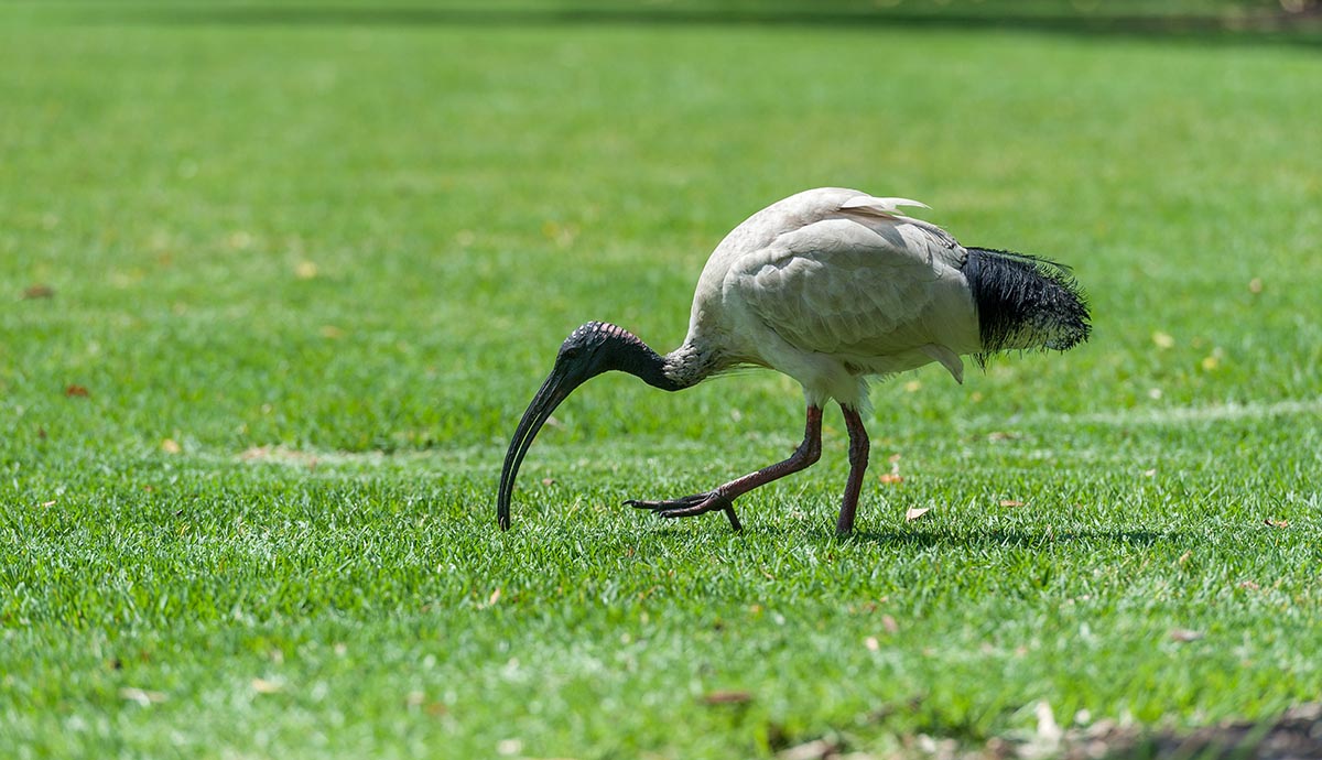 2018 | How the urban bird gets the worm - University of Wollongong – UOW