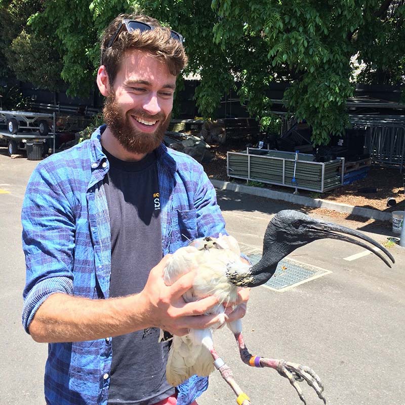 2018 | How the urban bird gets the worm - University of Wollongong – UOW