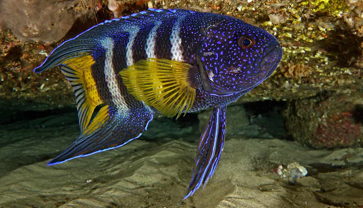 2018 | Devil in the deep blue sea a rare sight - University of ...