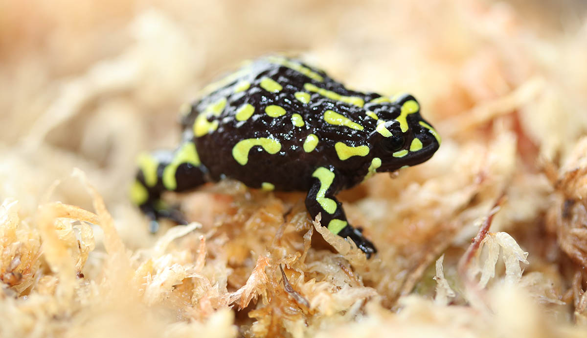 2018 | Hormones help endangered frogs get in the mood to mate in world ...