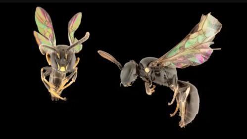 2024 | Secrets in the canopy: scientists discover 8 striking new bee ...