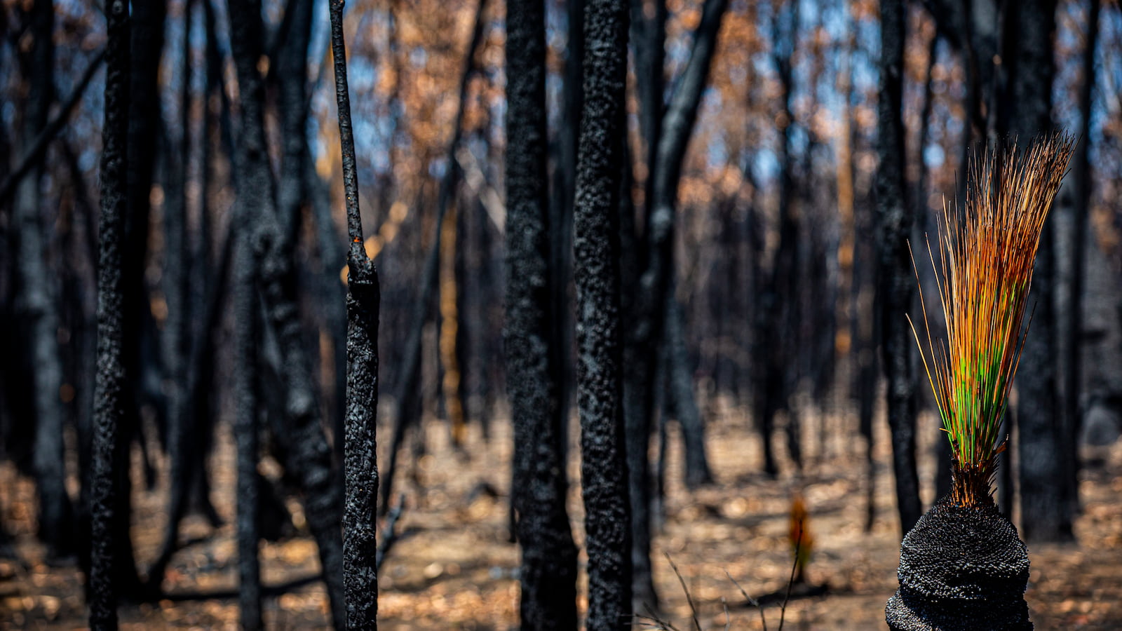2025 | Study brings science of bushfire smoke to the frontline of ...