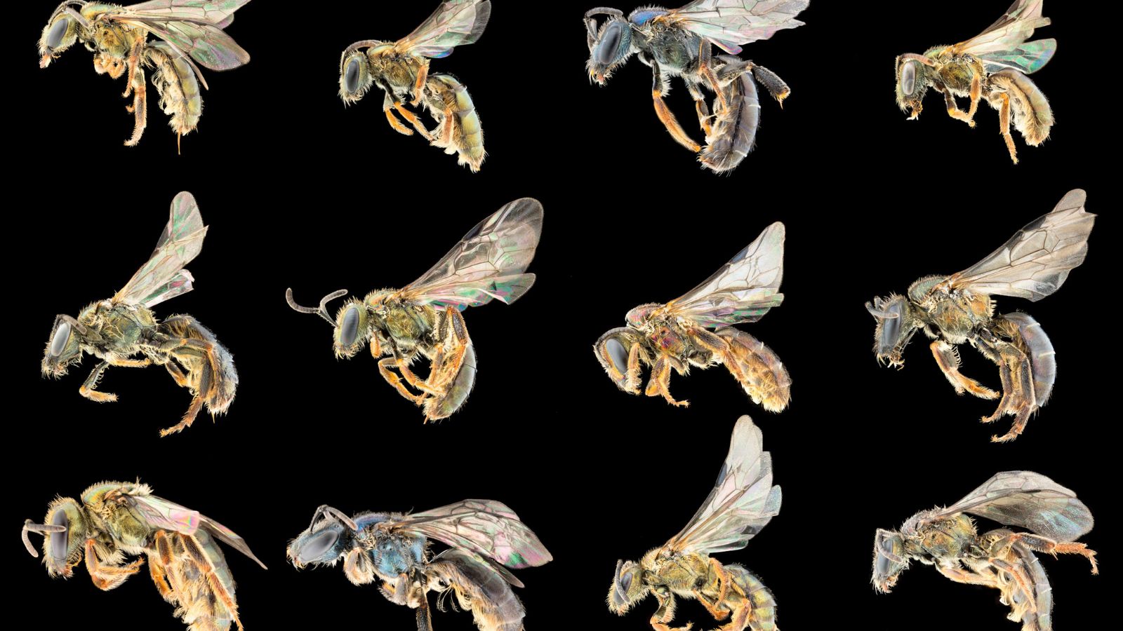 2026 | First global bee estimates hint at thousands of hidden species ...