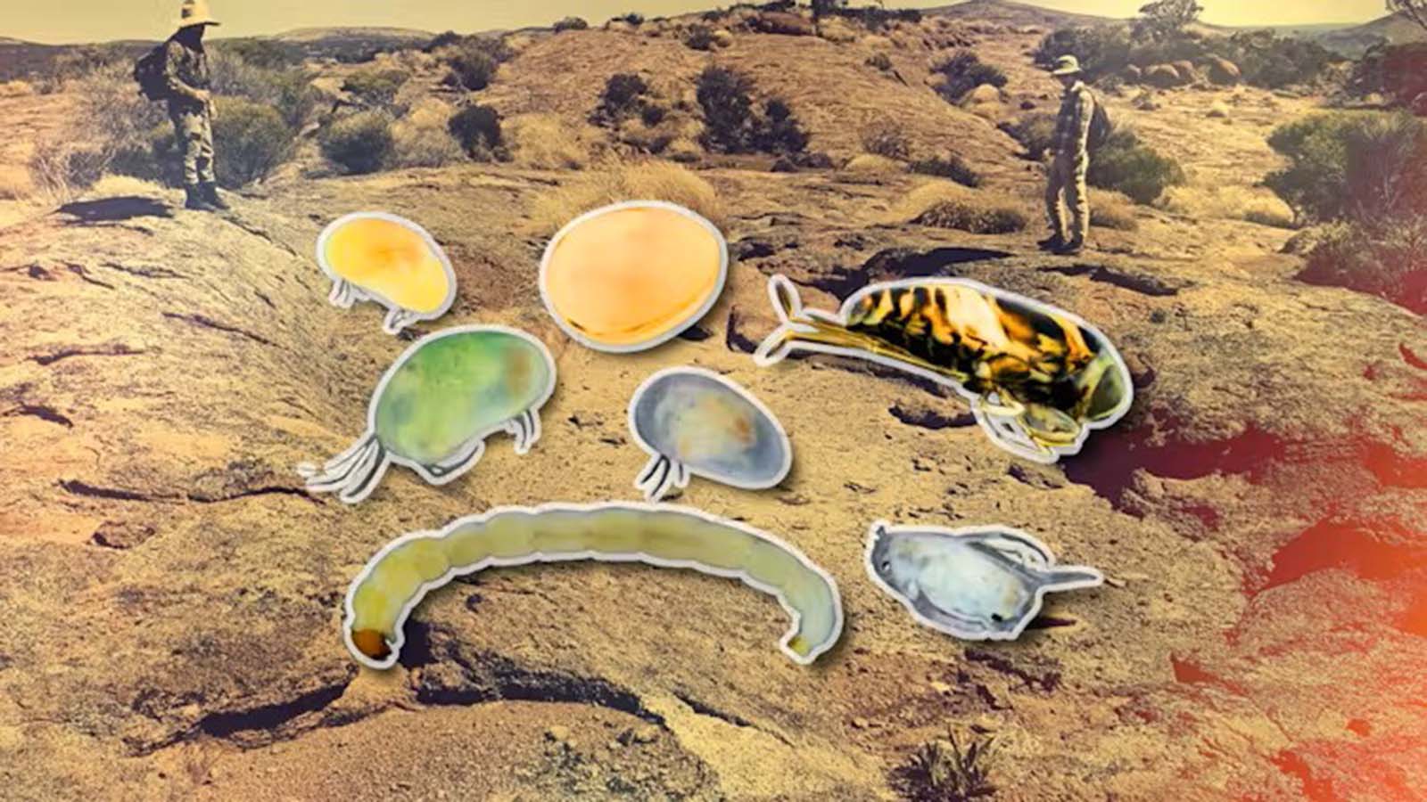 2025 | Meet the weird, wonderful creatures that live in Australia’s ...