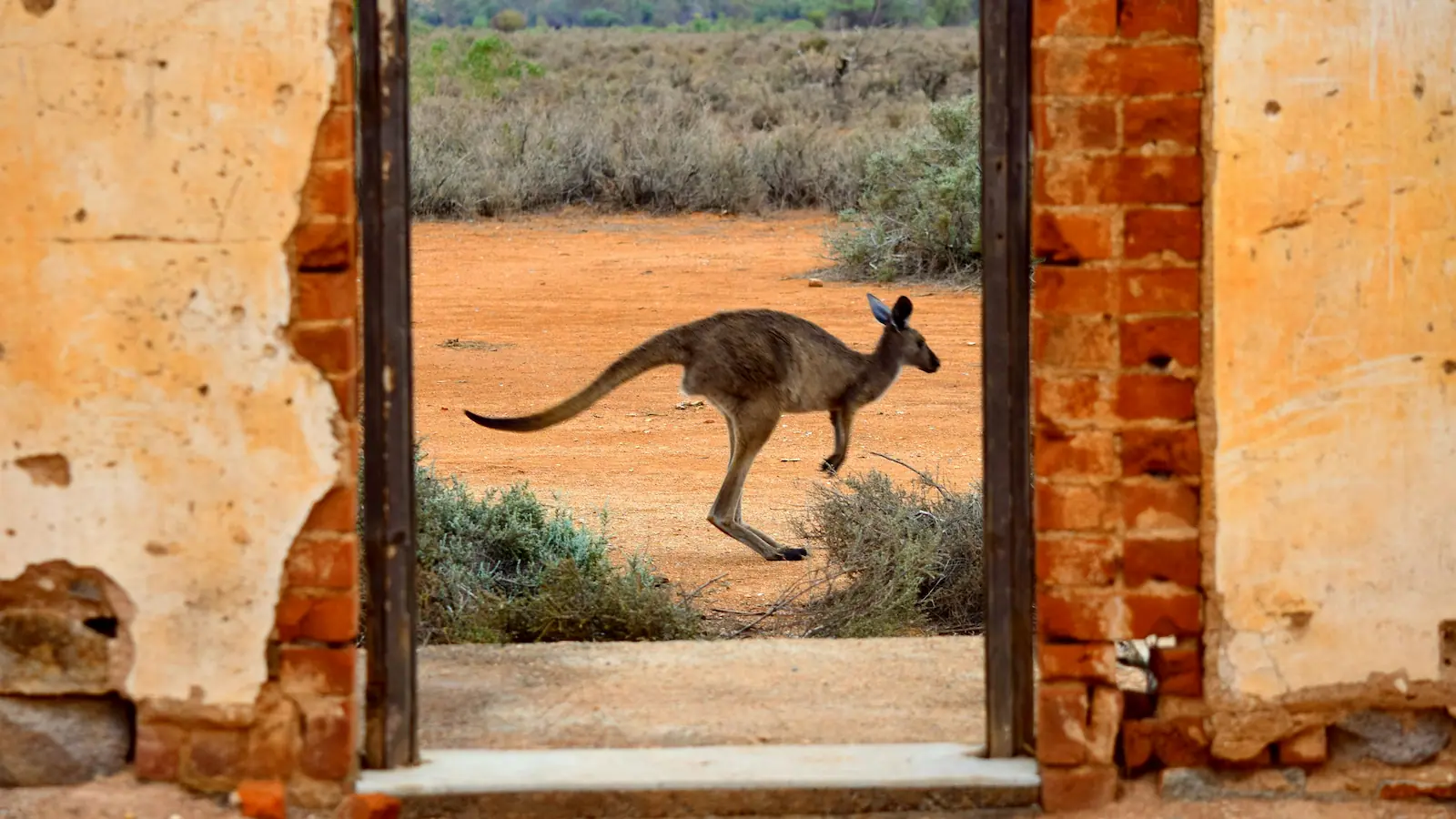 2024 | Friday essay: kangaroos and kindred spirits - University of ...